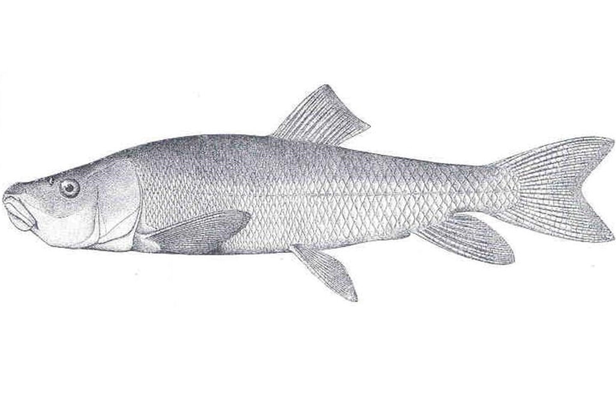 What to Know About the Comeback of the June Sucker – Utah Lake