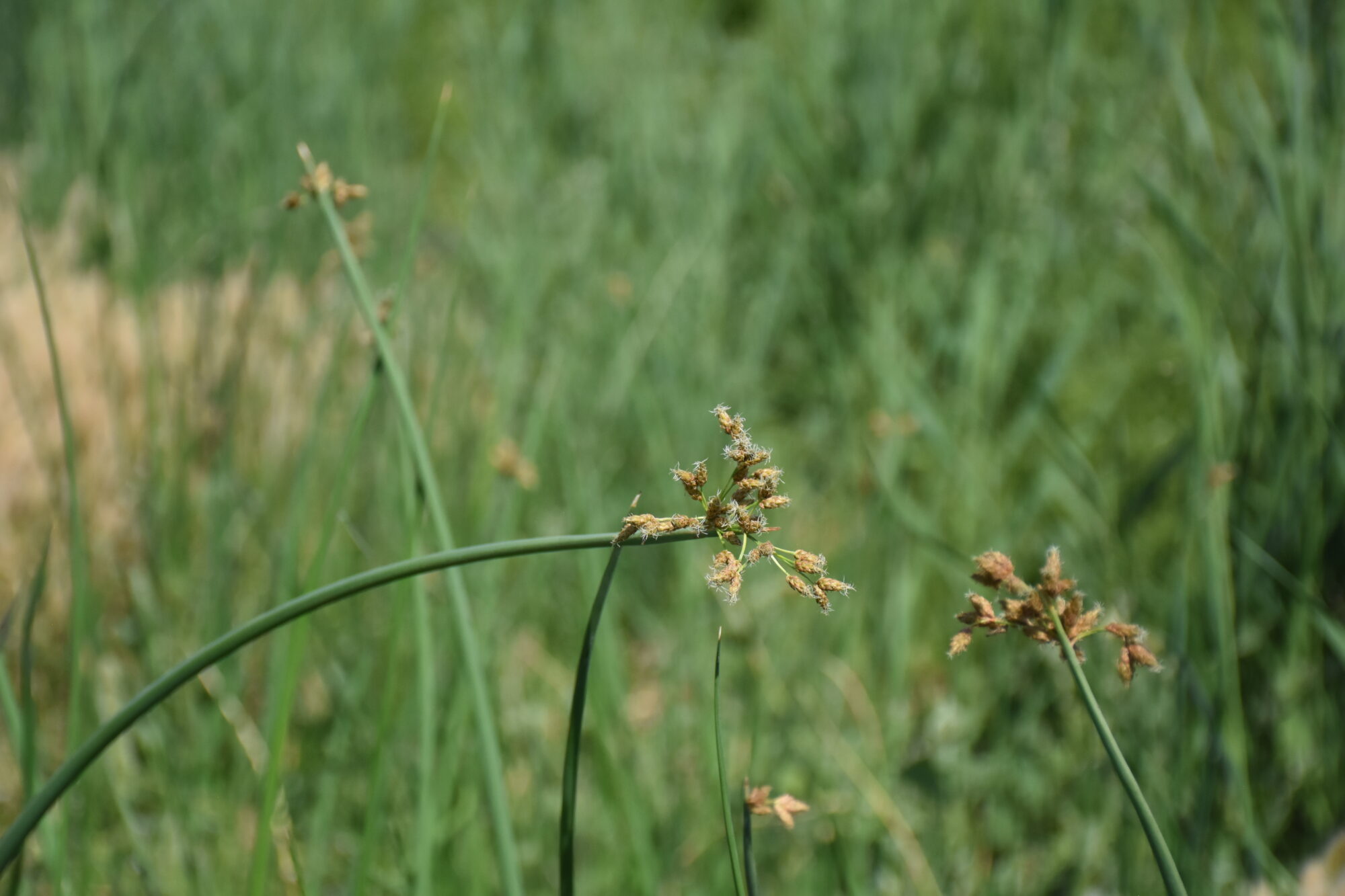 Planting Parties – Utah Lake