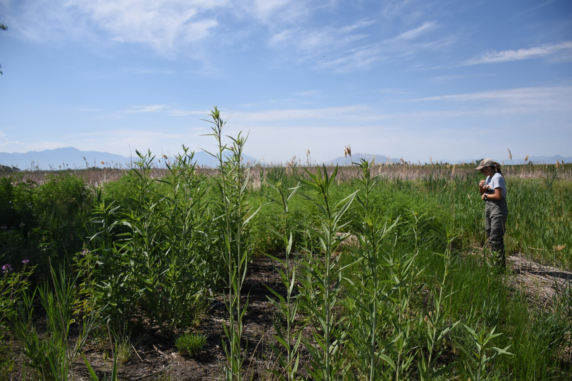 Planting Parties – Utah Lake