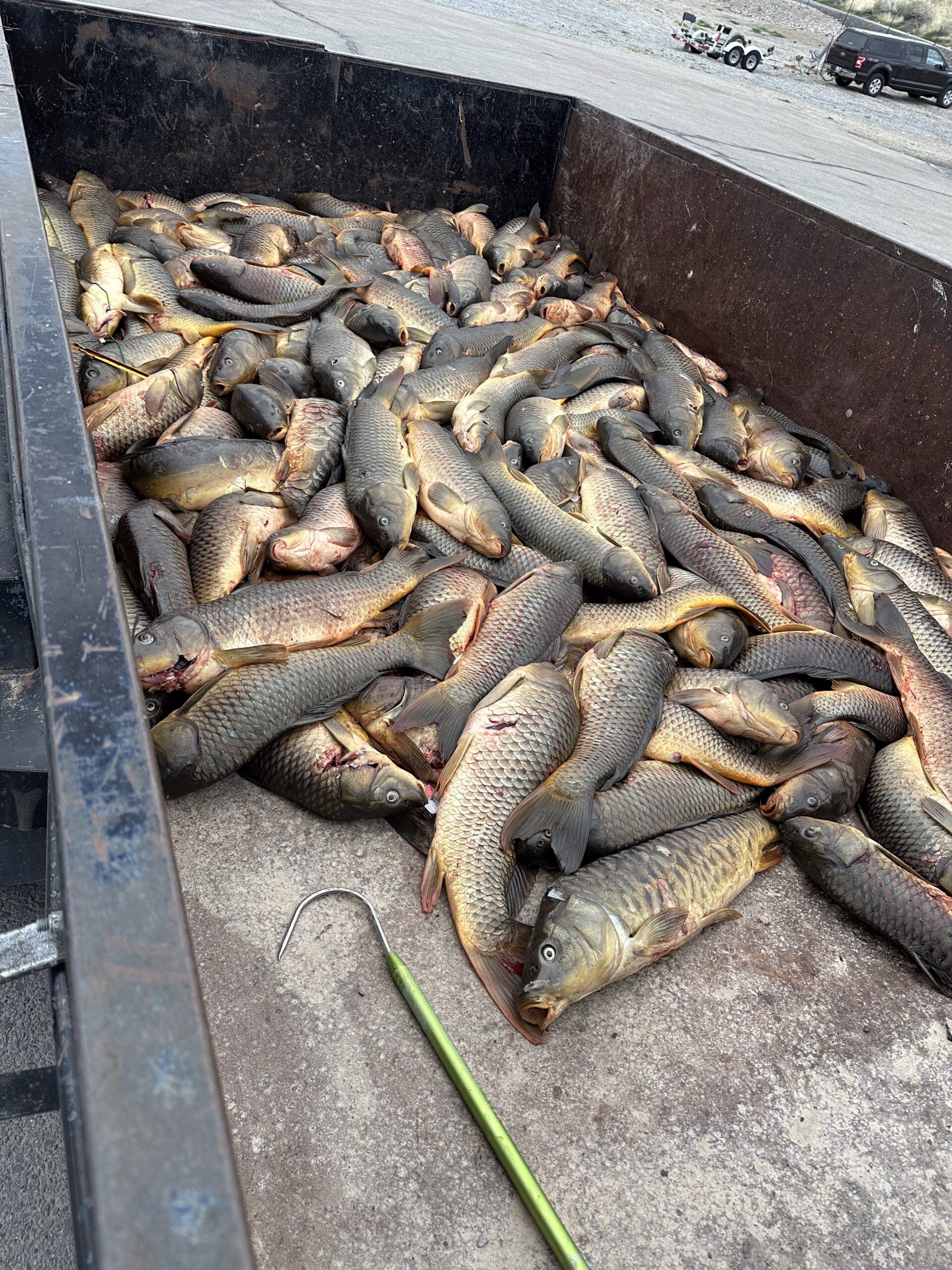 The Great Carp Hunt – Utah Lake